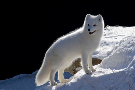 Arctic Fox Adaptations