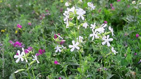 Saponaria Officinalis Common Soapwort Bouncing Bet Crow Soap Wild