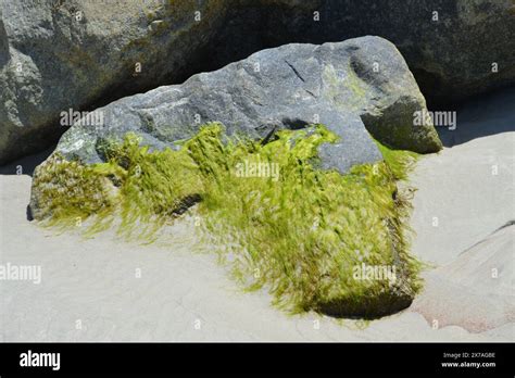 Vibrant Bright Green Algae Adhere To The Rocks And Cascade Onto The