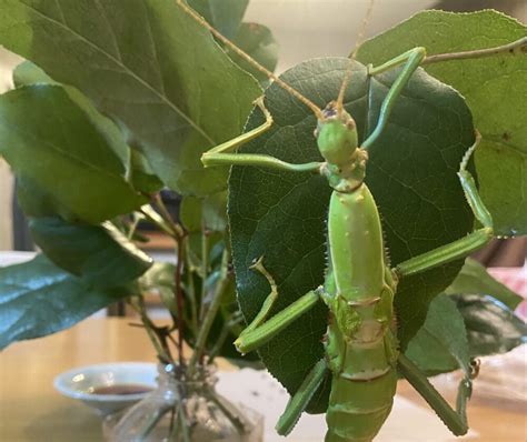 ギガンティアナナフシの飼い方やエサのやりかた！卵の管理まで ヨシ・ミノアタ・マンナカ