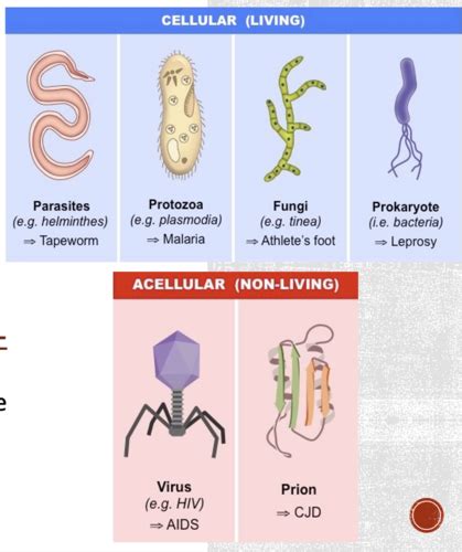 Microbiology 17 Introduction To Pathogens Flashcards Quizlet