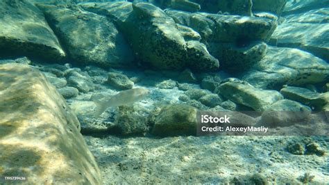 Photo Libre De Droit De Mulet Gris À Tête Plate Mulet À Tête Plate
