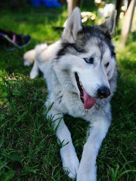 Premium Photo Dog On Grass