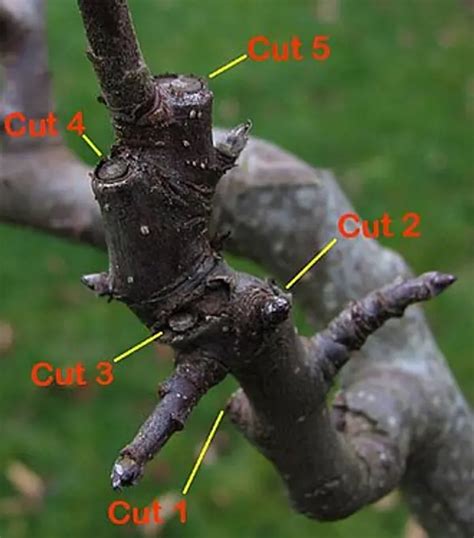 Arboriculture Guides Hortguide