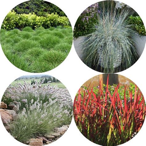 How To Garden With Grasses Australian Plants Online