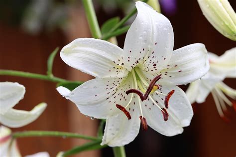 百合 花 白百合 Pixabay上的免费照片