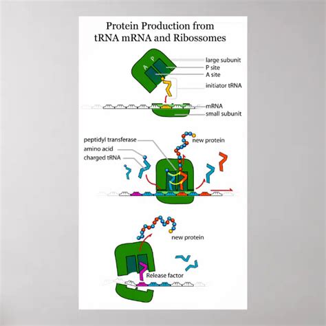 Trna Mrna Ribosome Function In Protein Translation Poster Zazzle