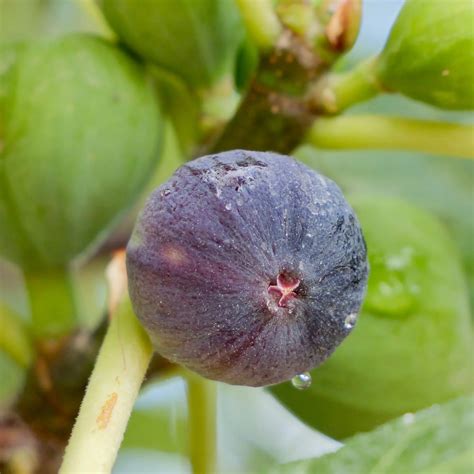 Feige Brogiotto Nero Ficus Carica Brogiotto Noir