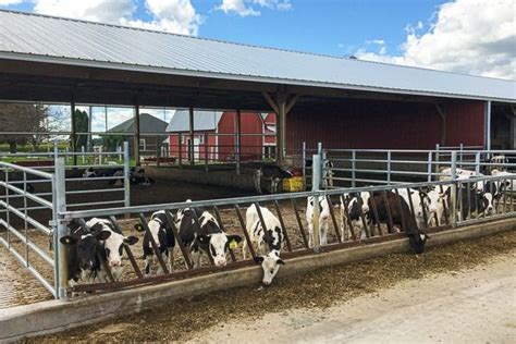 Lester Buildings Pole Barn Dairy Barn Loafing Shed How To