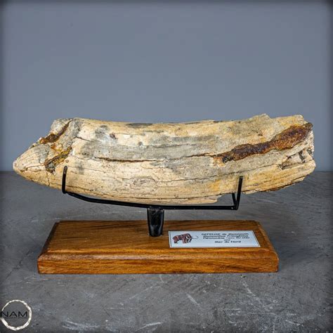 Natural Mammoth Tusk Mounted On A Metal Stand 121169 G Auction