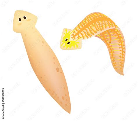 Anatomy Of Planarian Planarian Are Flatworms Stock Vector Adobe Stock