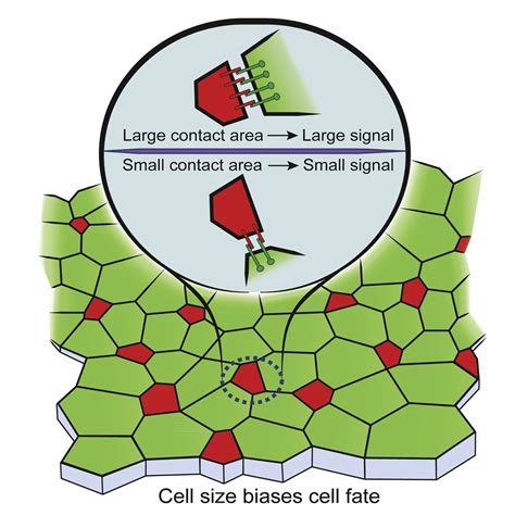Cell Cell Contact Area Affects Notch Signaling And Notch Dependent