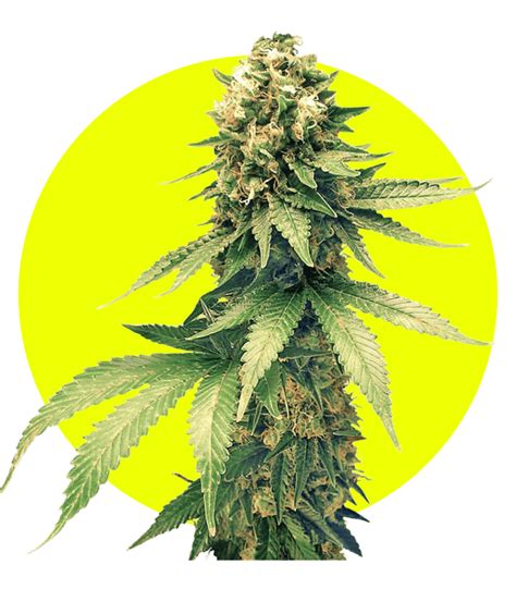 Thca Strain Bluntdepot