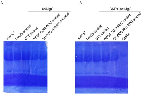 Figure S1 Gel Electrophoresis And Coomassie Brilliant Blue Staining Of
