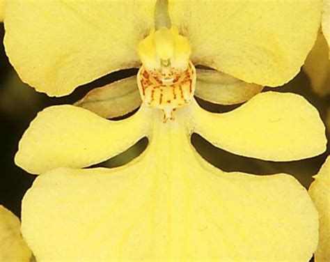 Zelenkoa Onusta Oncidium Etsy