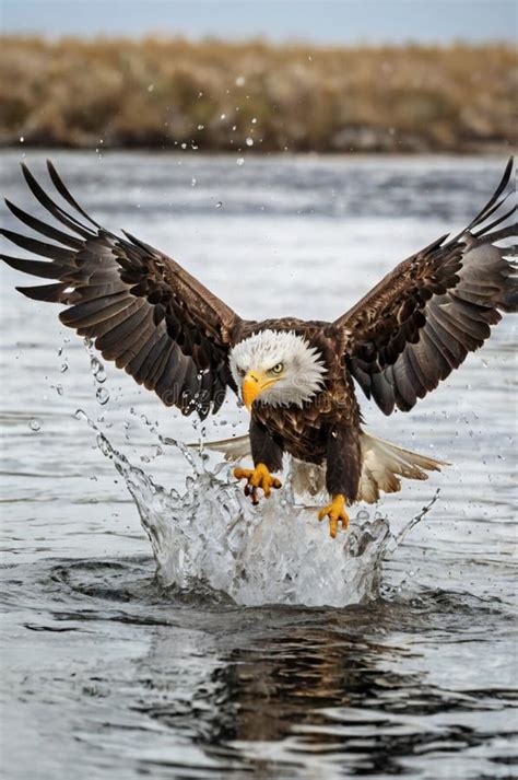 An Eagle Diving Towards Its Prey With Its Talons Outstretched Ready To