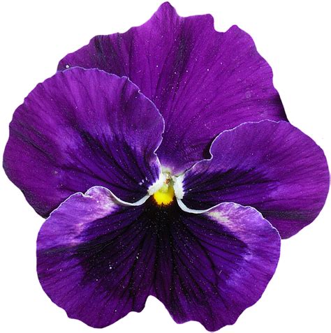 Purple Flower Png Images 300