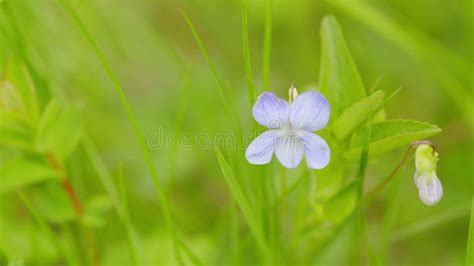 Spring Violet Flower Buds Garden Also Known As European Viola Odorata Stock Image Image Of