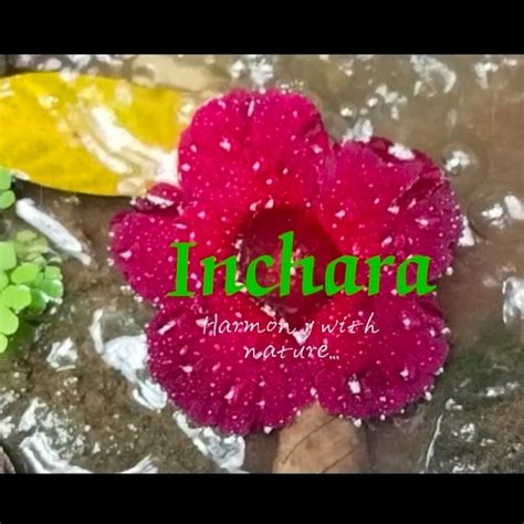Inchara Youtube