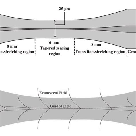 3 A Single Tapered Fiber Probe And B Wave Propagation Through Download Scientific Diagram