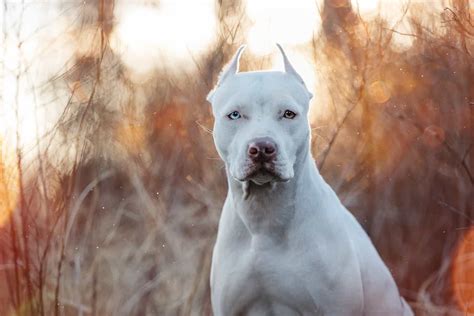 Pitbull Colors Explained 35 Unique Colors And Patterns