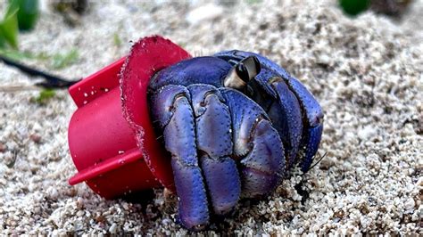 Photographer Saves Hermit Crabs Living In ‘beach Trash Homes Sparks Global Support Good