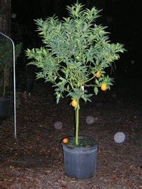 Red Limes Most Cold Hardy Limes For Zone 8 Ask The Green Genie