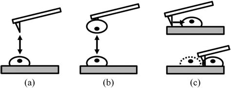 Three Different Strategies To Measure Adhesion Force Using Afm A Afm Download Scientific