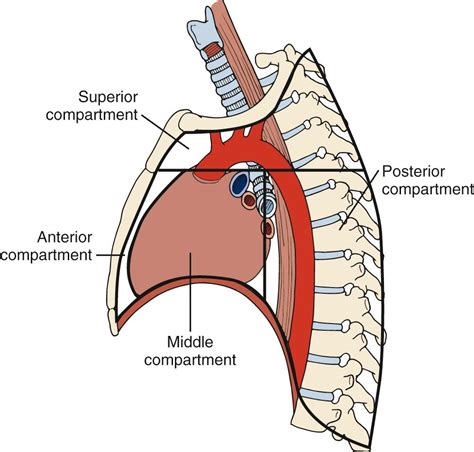 Mediastinum Divisions Diagram