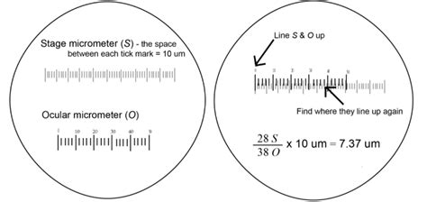 Microscopes 麻豆传媒av