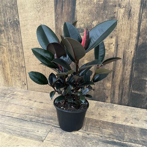 Ficus Elastica Rubber Plant Assorted 6 Pot Size Terra Greenhouses