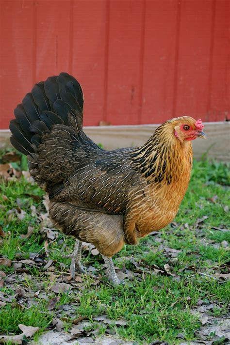 56 Best Images About Ameraucana On Pinterest The Very Blue Green And