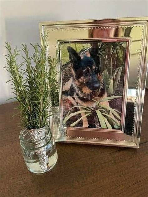 Fabulous Lovers Of Weird Everything Our Beautiful Boy Max Who Died