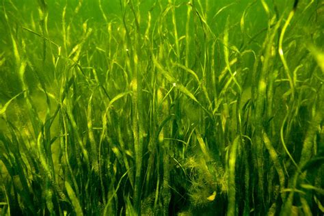 Aquatic Grasses At Jack Belser Blog