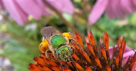 Magic Bee Album On Imgur