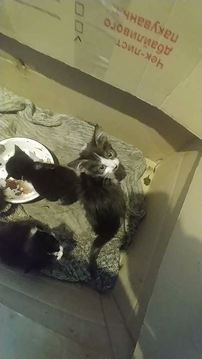 А Динке только бы поесть Youtube