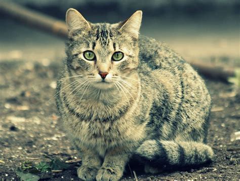 Gato Cinzento Com Olhos Verdes Cat Crouched Down Cat Crouching Pose