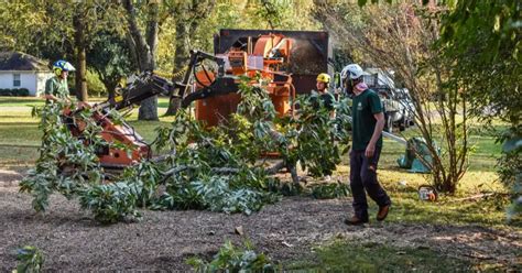 tree support systems cabling and bracing the good tree company in