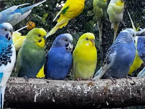 Oferton 5 Cinco Loritas Australianas Por 1000 Cuotas Sin Interés