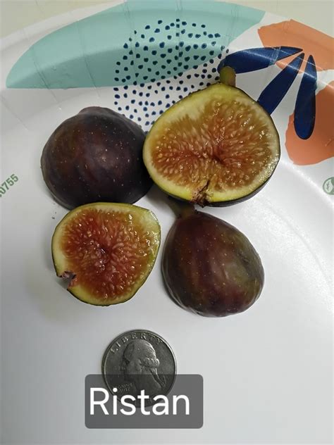 Figbid Online Auctions Of Fig Trees Fig Cuttings And Growing Supplies