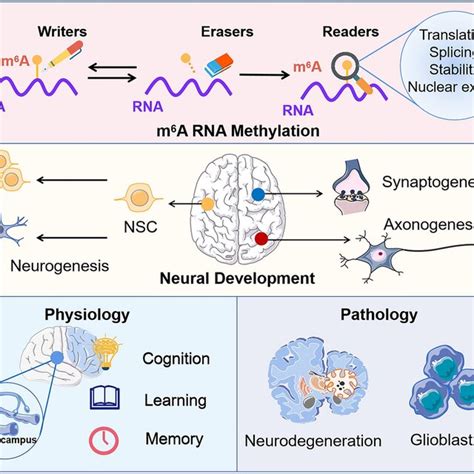 Common Types Of Rna Modification Download Scientific Diagram