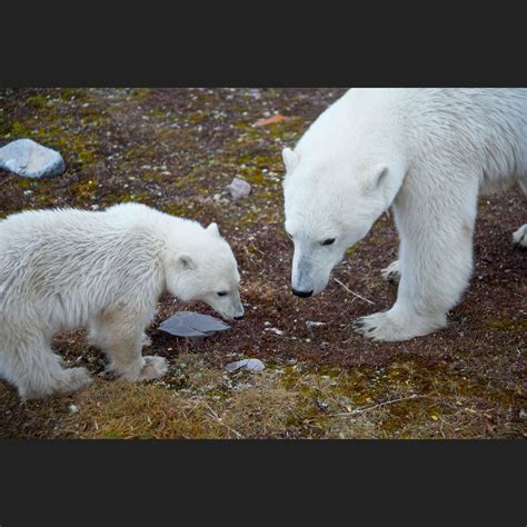 Bear Species