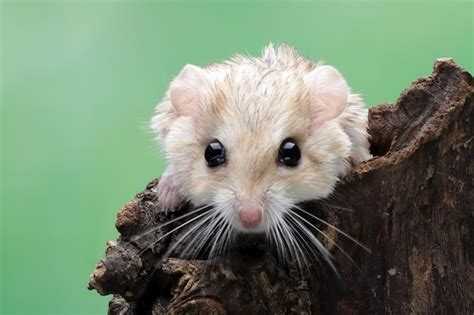 Premium Photo Cute Gerbil Fat Tail Crawls On Wood