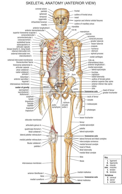 Skeleton Posterior View With Labeled Bones Blank Body Anatomy Chart