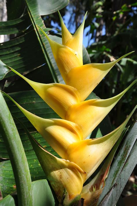 Heliconia Caribaea Gold Cây Cảnh Nhà Xanh