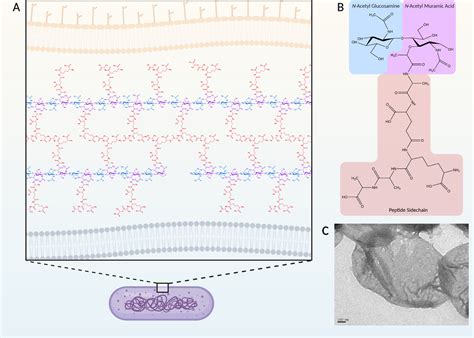 Semi Quantitative Analysis Of Peptidoglycan By Liquid Chromatography