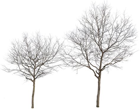 Platanus Occidentalis Group Winter Cutout Trees