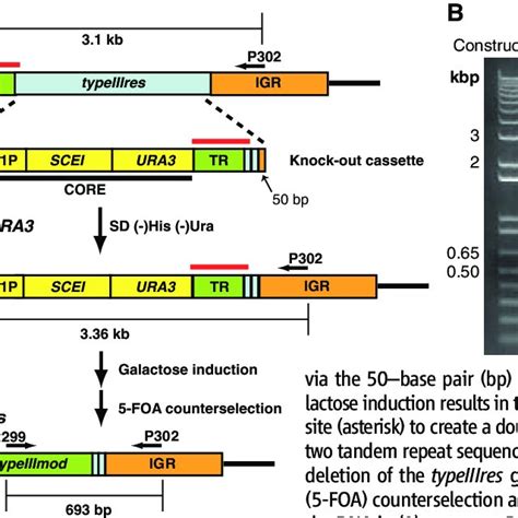 Generation Of Type Iii Restriction Enzyme Deletions A To Make An M