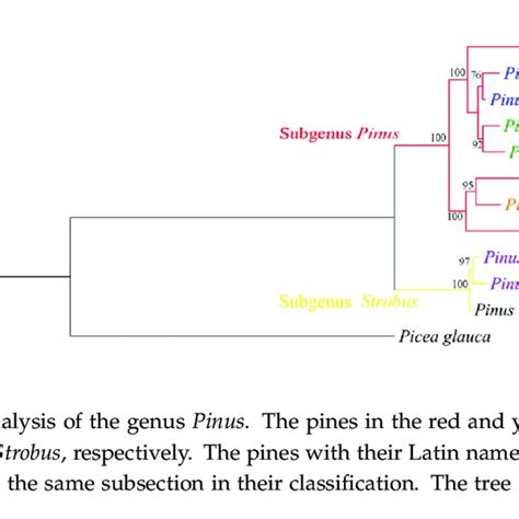 Phylogenetic Analysis Of The Genus Pinus The Pines In The Red And