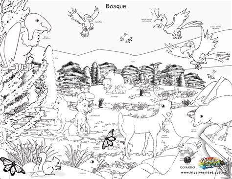 Ecosistemas Para Colorear